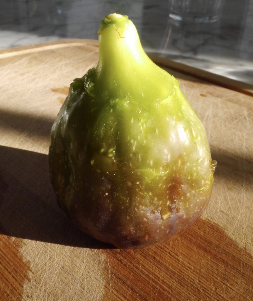 First Fig of the Summer! - The Darwinian Doctor