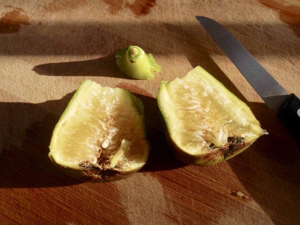 First Fig of the Summer! - The Darwinian Doctor