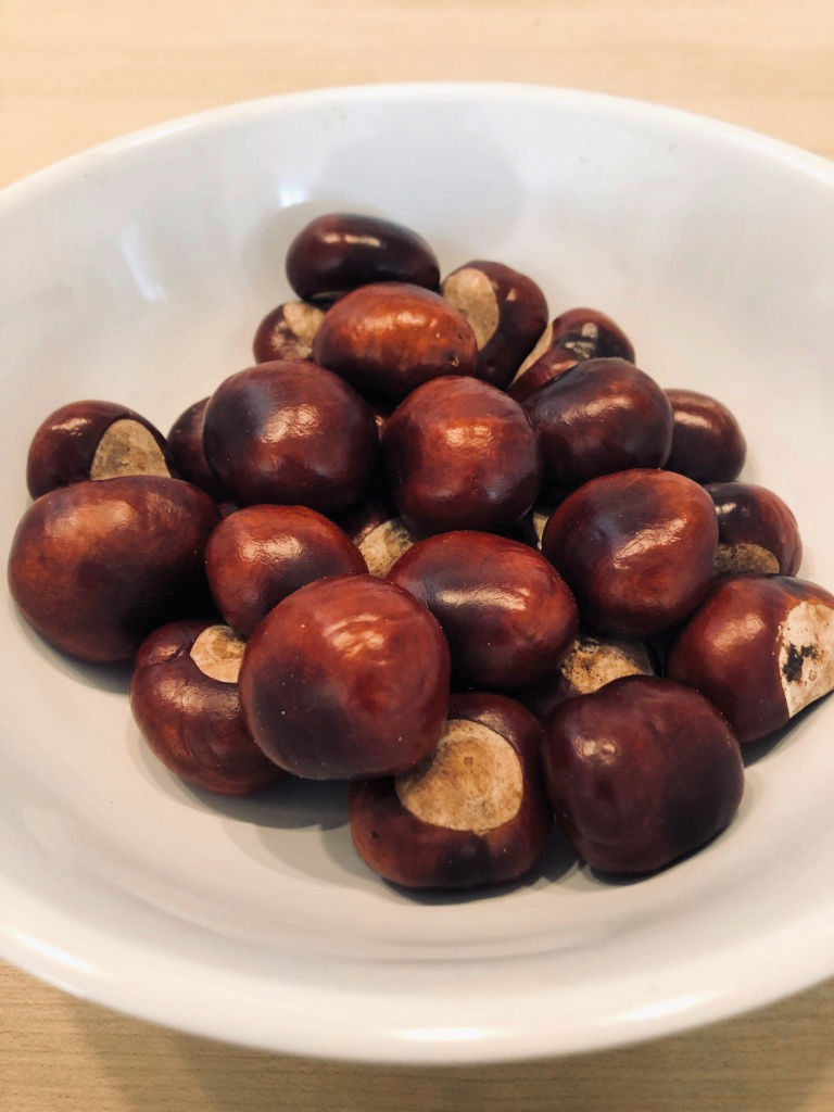 Picking chestnuts in Seattle (a horse chestnut warning) - The Darwinian ...