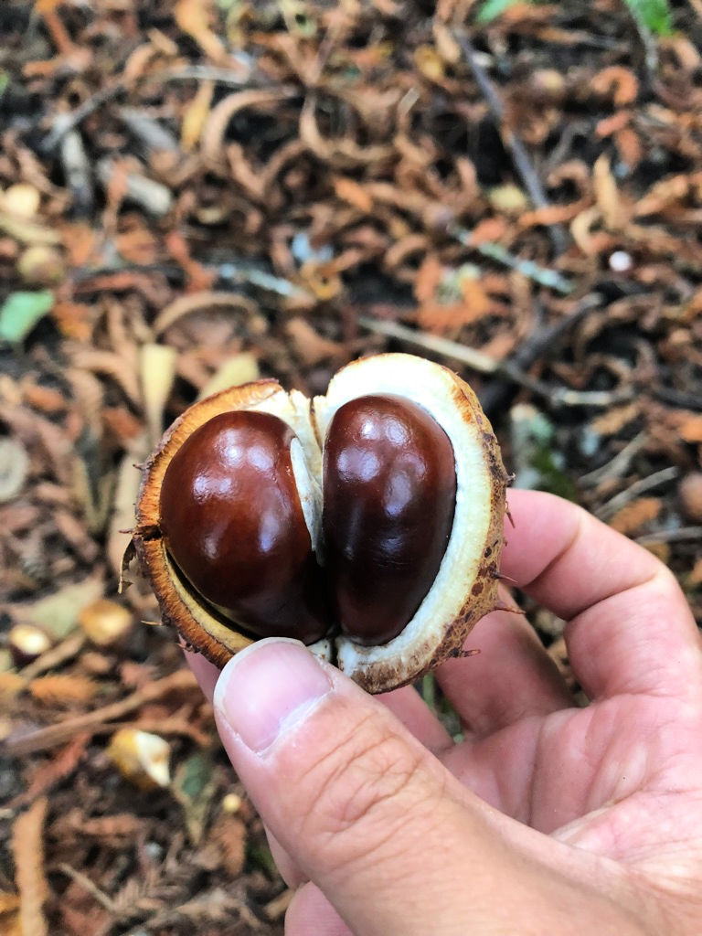 Picking chestnuts in Seattle (a horse chestnut warning) - The Darwinian ...